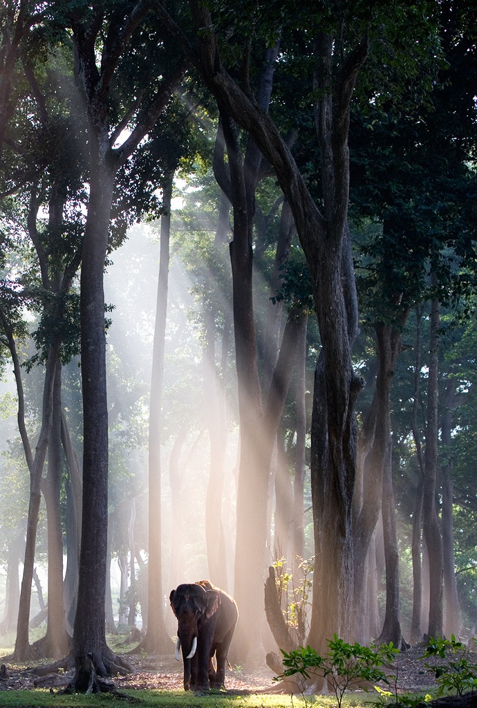 Steve Bloom, Elephant In The Forest, Study 2, Andaman Islands, India ...
