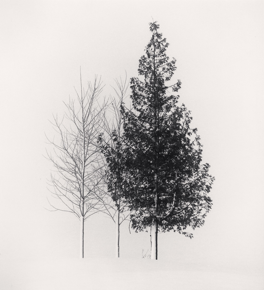 Michael Kenna, Tree Portrait Study 4, Wakoto, Hokkaido, Japan, 2002 ...